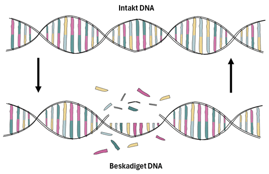 DNA fragmentering | Stor betydning for mandens sædceller og fertilitet